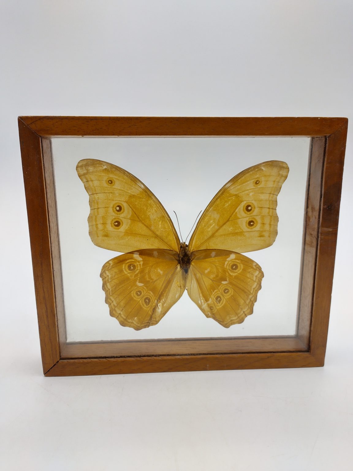 Cadre en bois papillon naturalisé - Ressourcerie Histoires Sans Fin